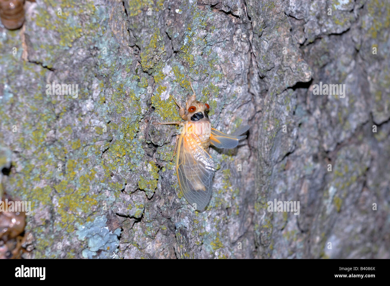 Closeup of the nymph of a 17 year locust or magicicada Stock Photo - Alamy