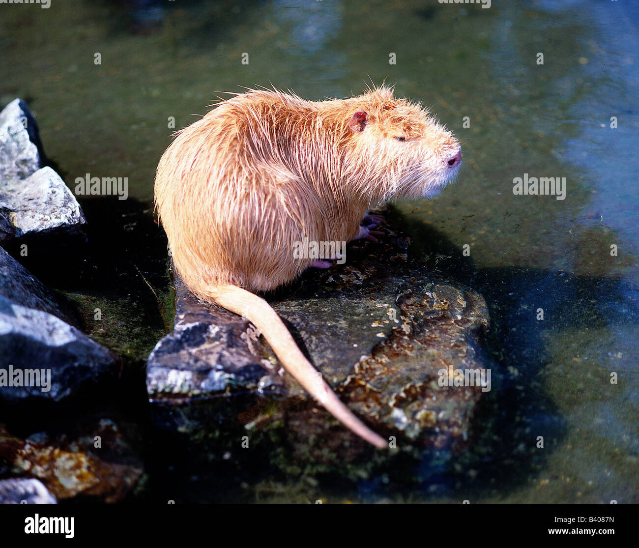 zoology / animals, mammal / mammalian, Nutria, (Myocastor coyphus ...