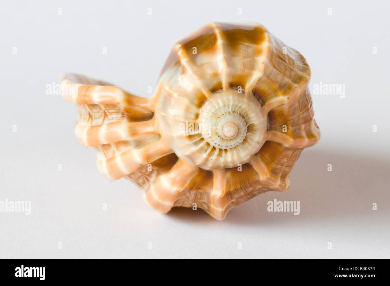 Sea shell cut out hi-res stock photography and images - Alamy