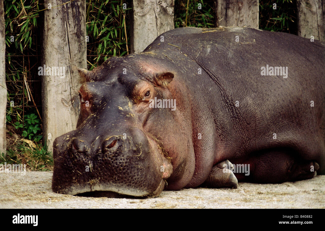 zoology / animals, mammal / mammalian, hippopotamus, (Hippopotamus ...