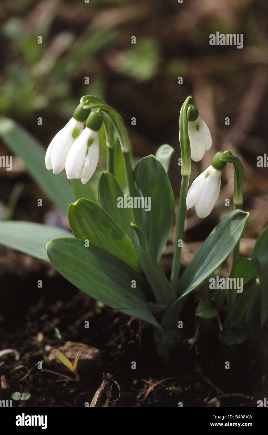 botany, snowdrop, (Galanthus), Common Snowdrop, (Galanthus nivalis ...