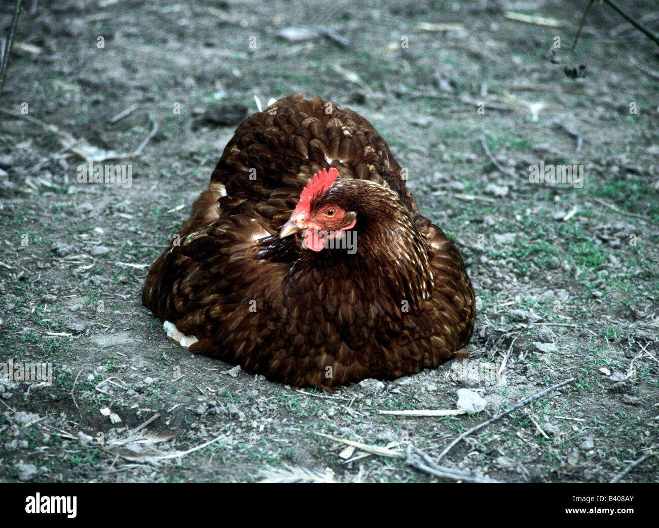 Gallus domesticus domestic birds hi-res stock photography and images ...