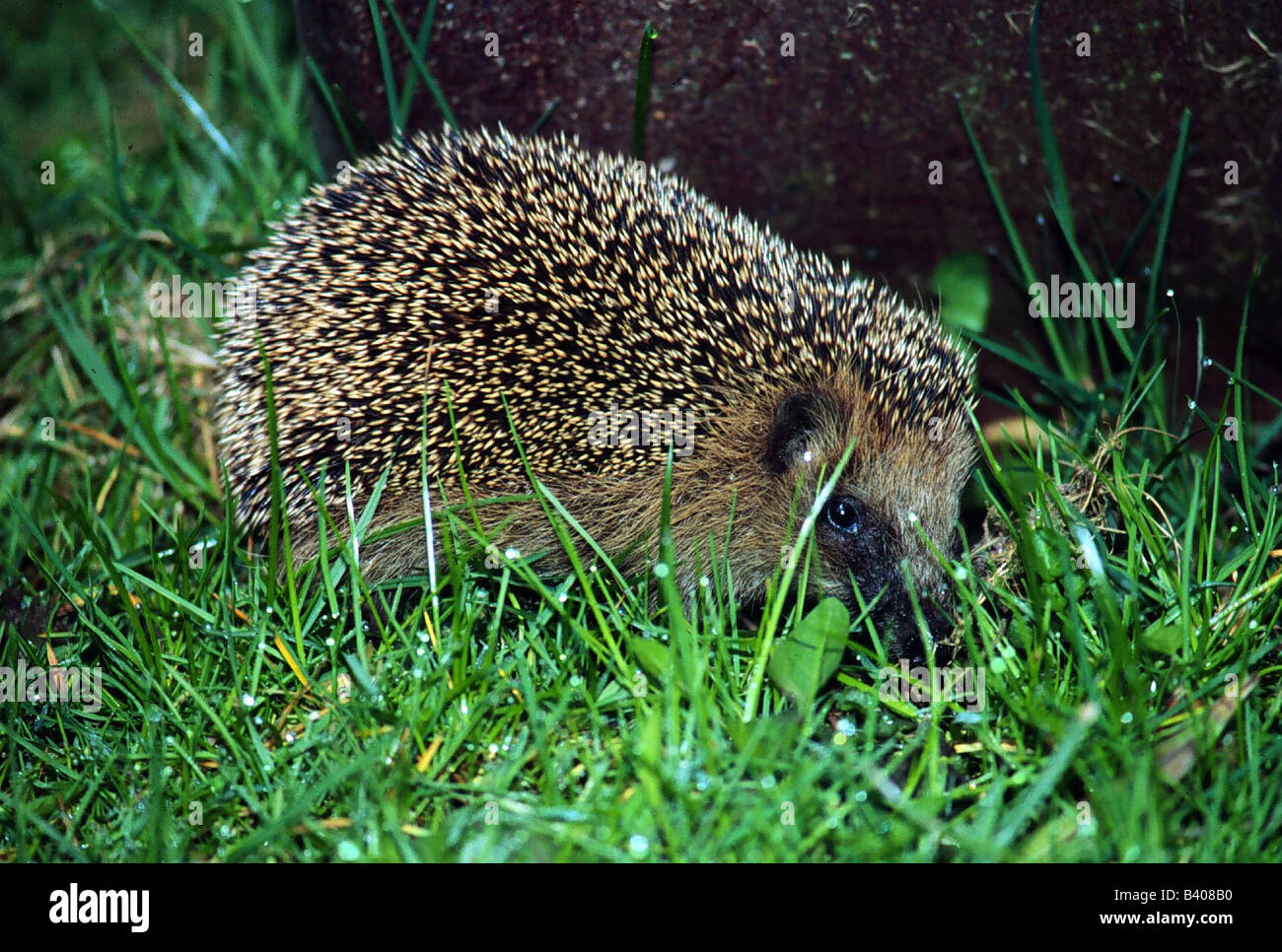 zoology / animals, mammal / mammalian, hedgehog, (Erinaceus europaeus ...