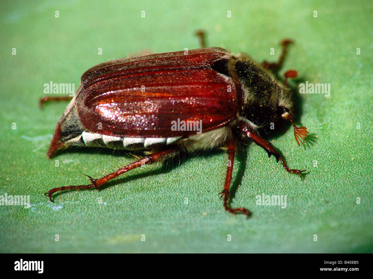 Cockchafers hi-res stock photography and images - Alamy
