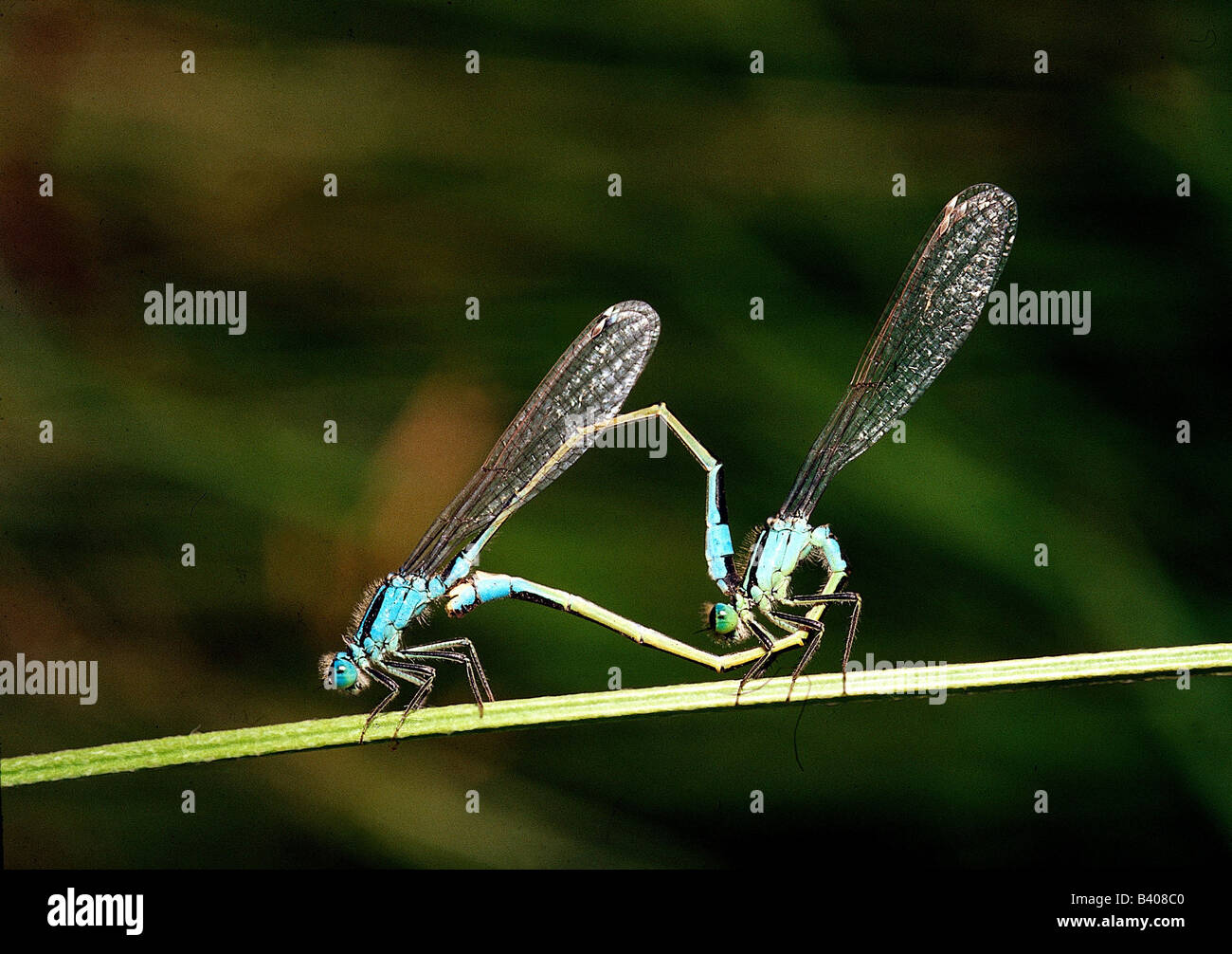 zoology / animals, insects, Odonata, Azure Damselfly, (Coenagrion ...