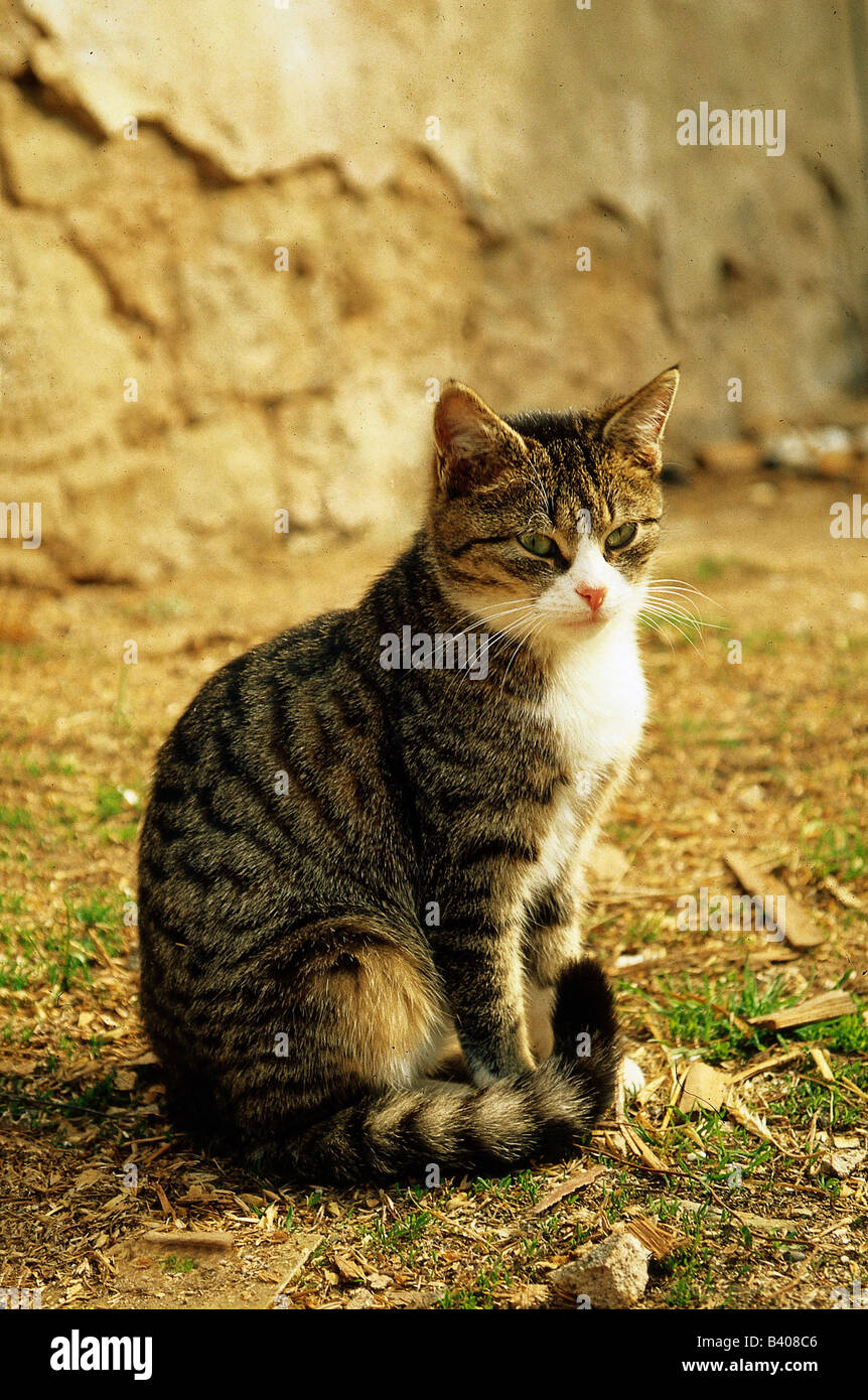 zoology / animals, mammal / mammalian, cats, (Felidae), domestic cats ...