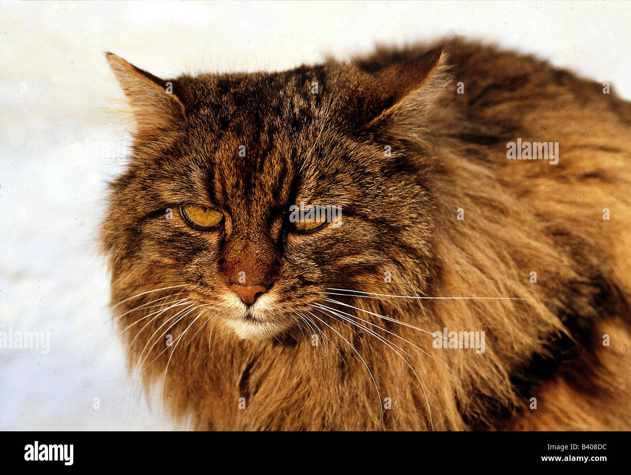 Angora Cat High Resolution Stock Photography and Images - Alamy