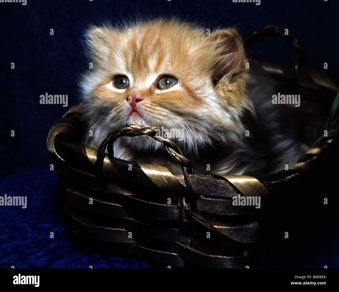 Young red white angora cat hi-res stock photography and images - Alamy