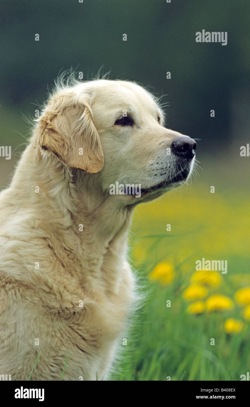 Gun Dog Head Stock Photos & Gun Dog Head Stock Images - Alamy