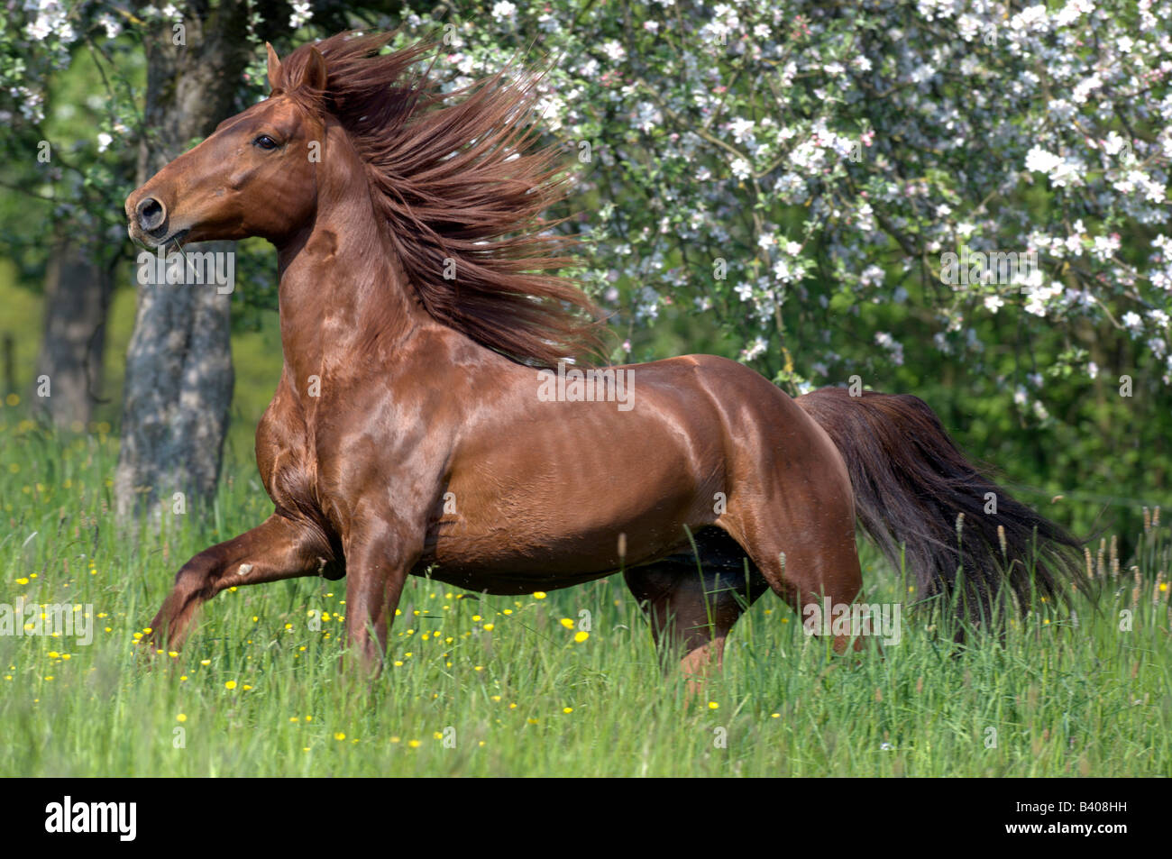 Missouri fox trotter horse hi-res stock photography and images - Alamy