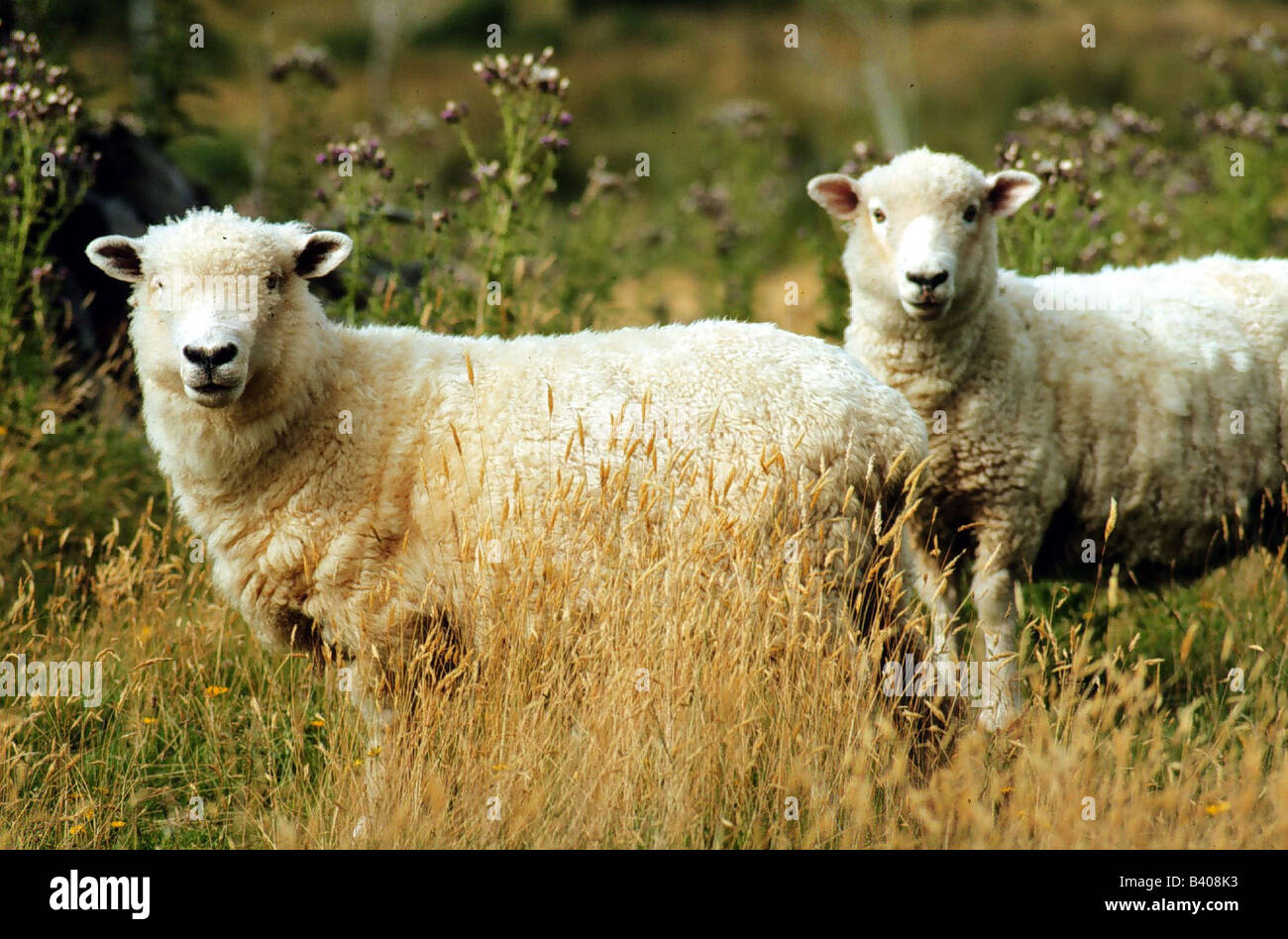 zoology / animals, mammal / mammalian, sheep, (Ovis), sheep on pasture ...