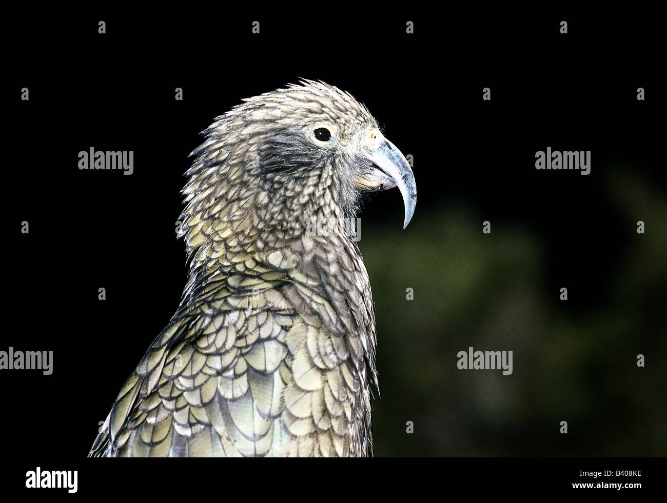 Carnivorous parrot hi-res stock photography and images - Alamy
