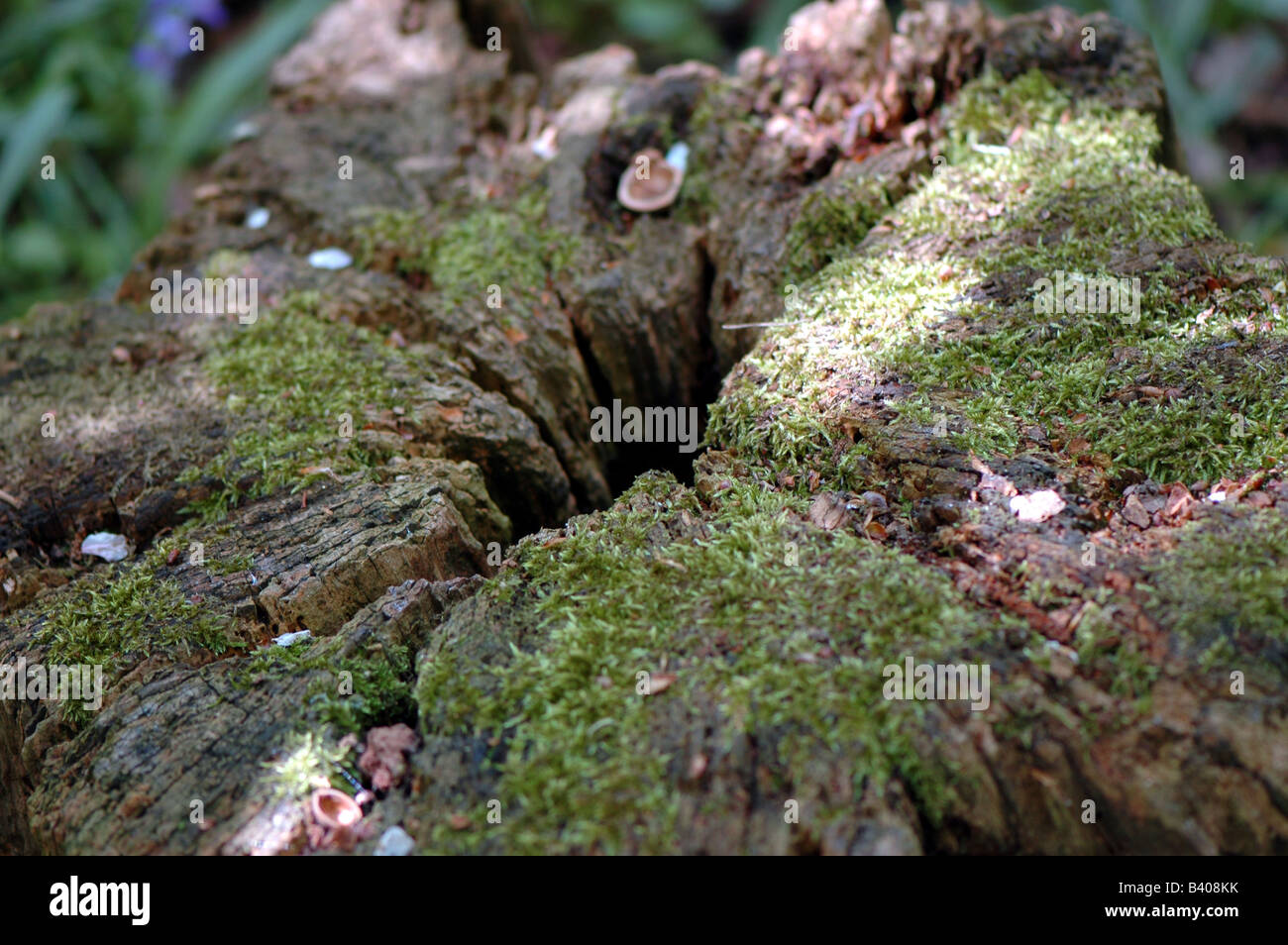 A rotten tree stump covered in moss Stock Photo - Alamy