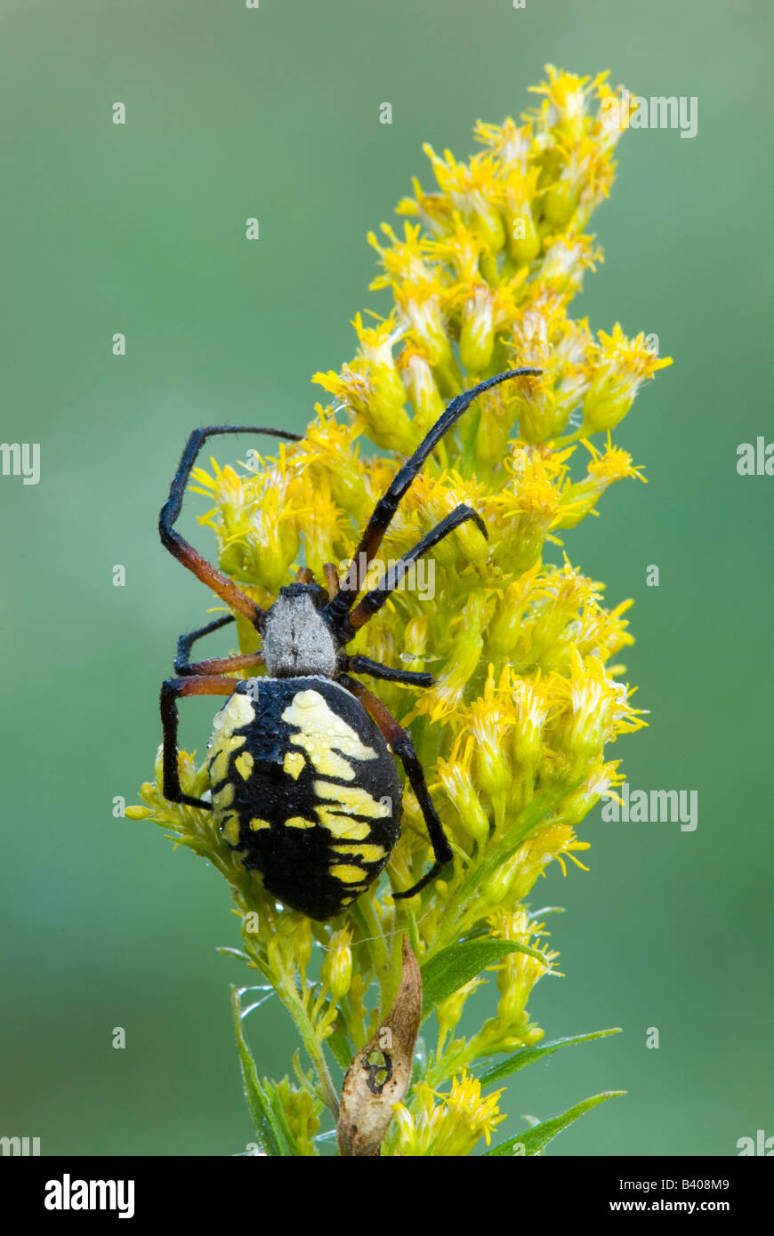 Creepy looking spider hi-res stock photography and images - Alamy