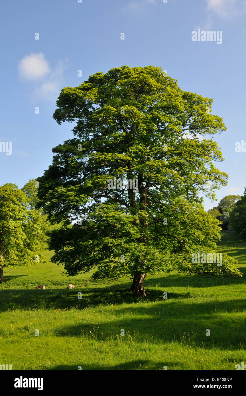 Countryside with trees and grazing land seen from Dewsbury Road in ...