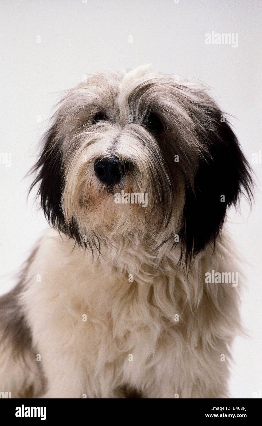 Pon dog hi-res stock photography and images - Alamy