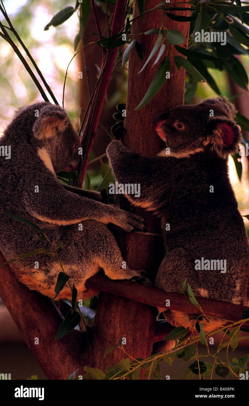zoology / animals, mammal / mammalian, Koala, (Phascolarctus cinereus ...