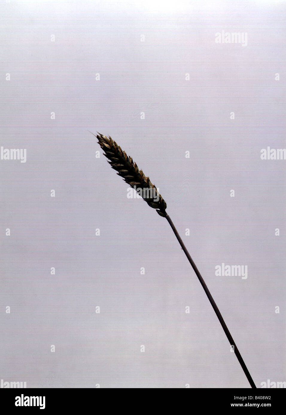 botany, agricultural plants, cereal, wheat, (Triticum spp), ear, blade ...