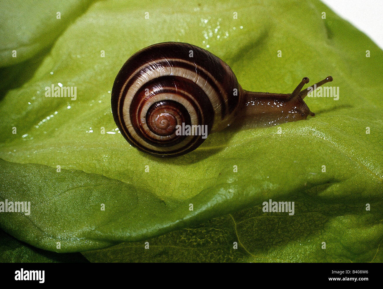 zoology / animals, cnidaria, White-lipped snail, (Cepea hortensis), on ...