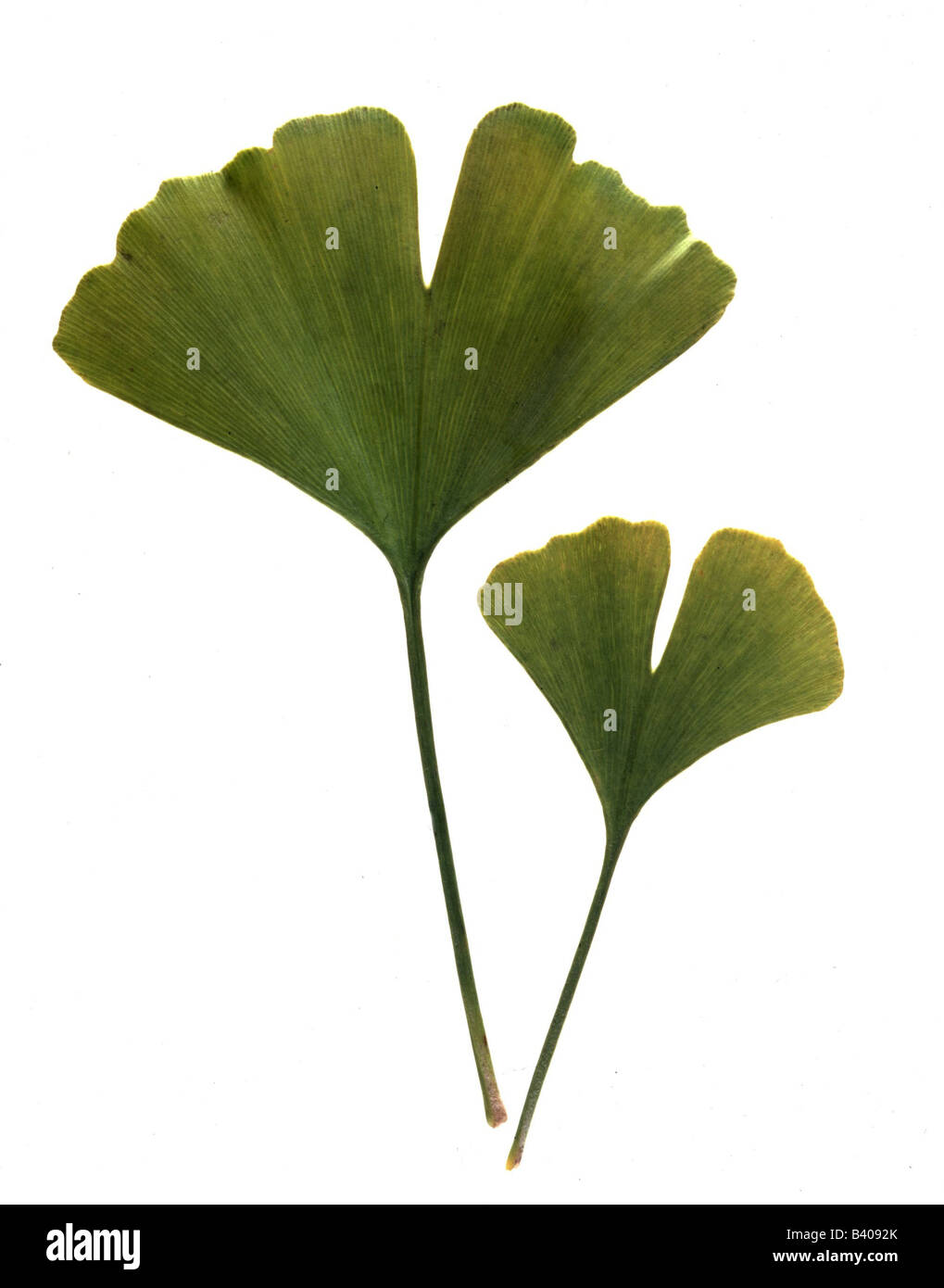 botany, Ginkgo, (Ginkgo biloba), leaves, studio shot, clipping ...
