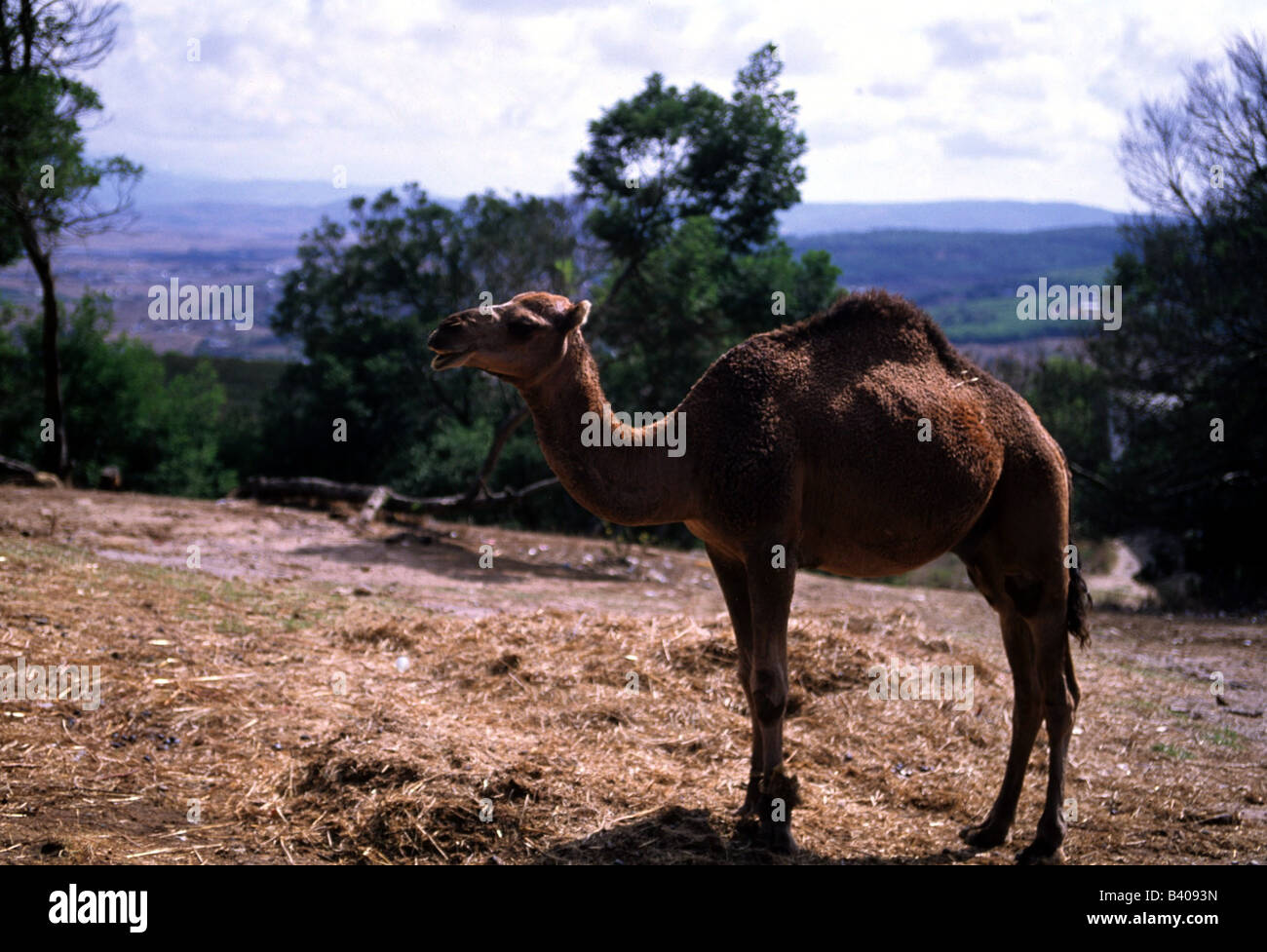 zoology / animals, mammal / mammalian, camels, dromedary, (Camelus ...