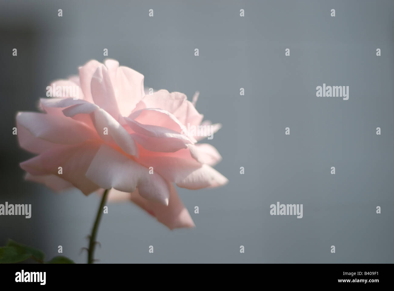 Pink Rose indoors with grey background Stock Photo - Alamy