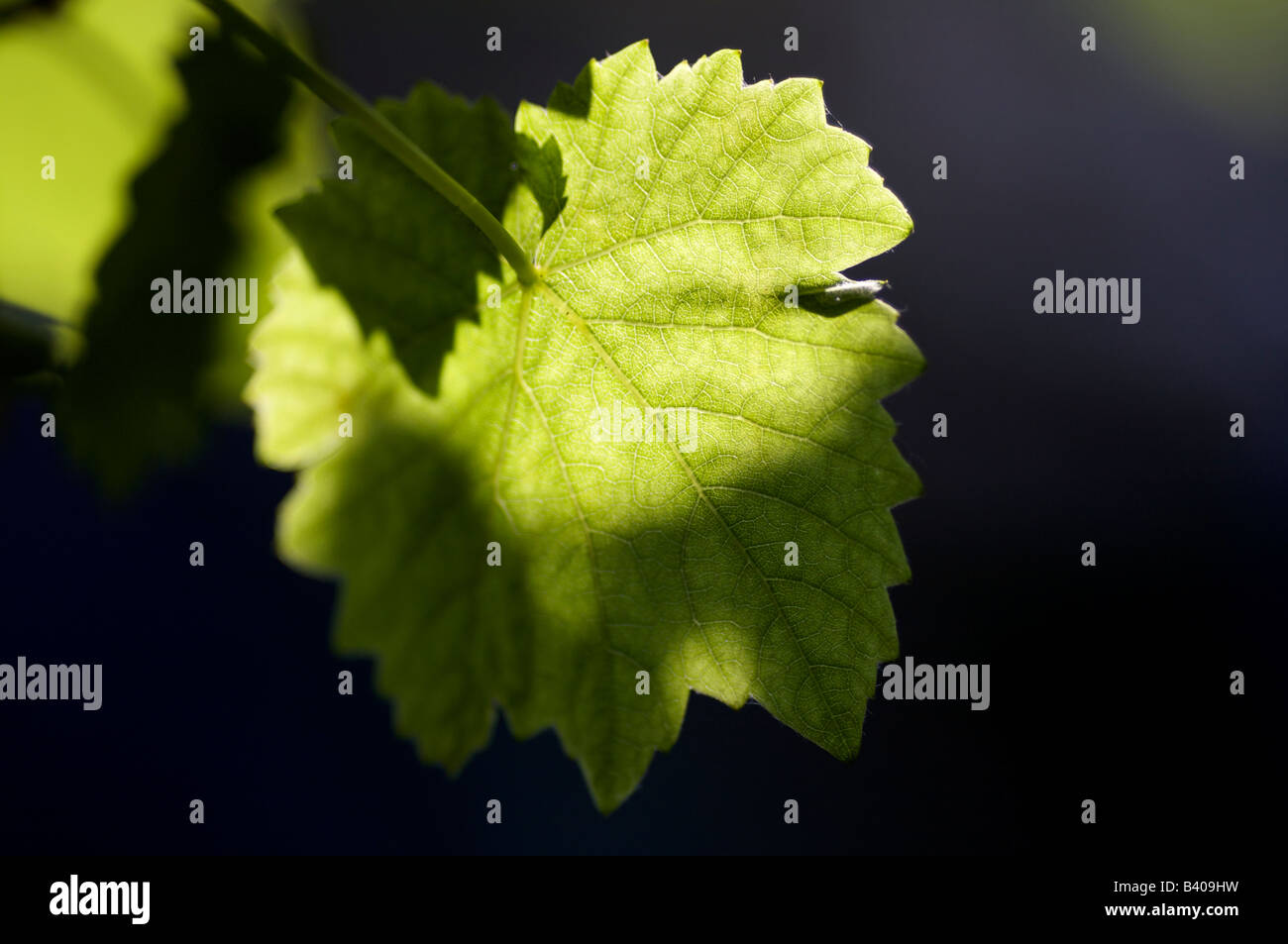 Vine leaf hi-res stock photography and images - Alamy