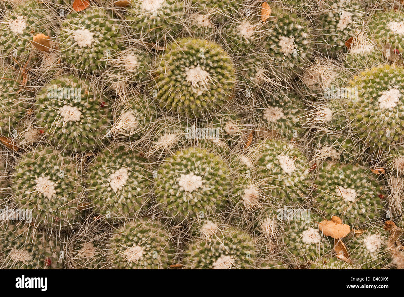 Lotusland High Resolution Stock Photography and Images - Alamy