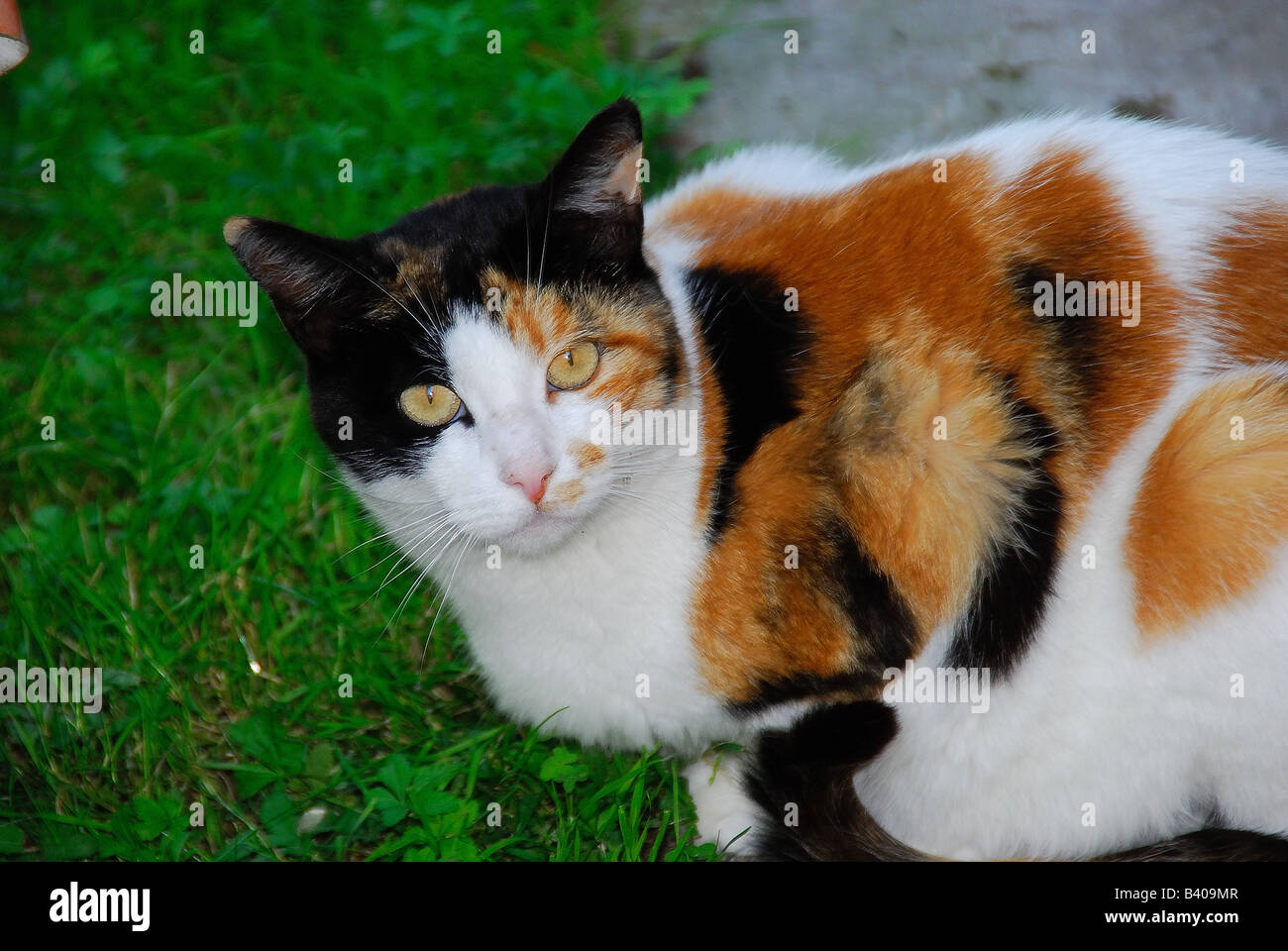 A tricolour cat in a garden Stock Photo - Alamy