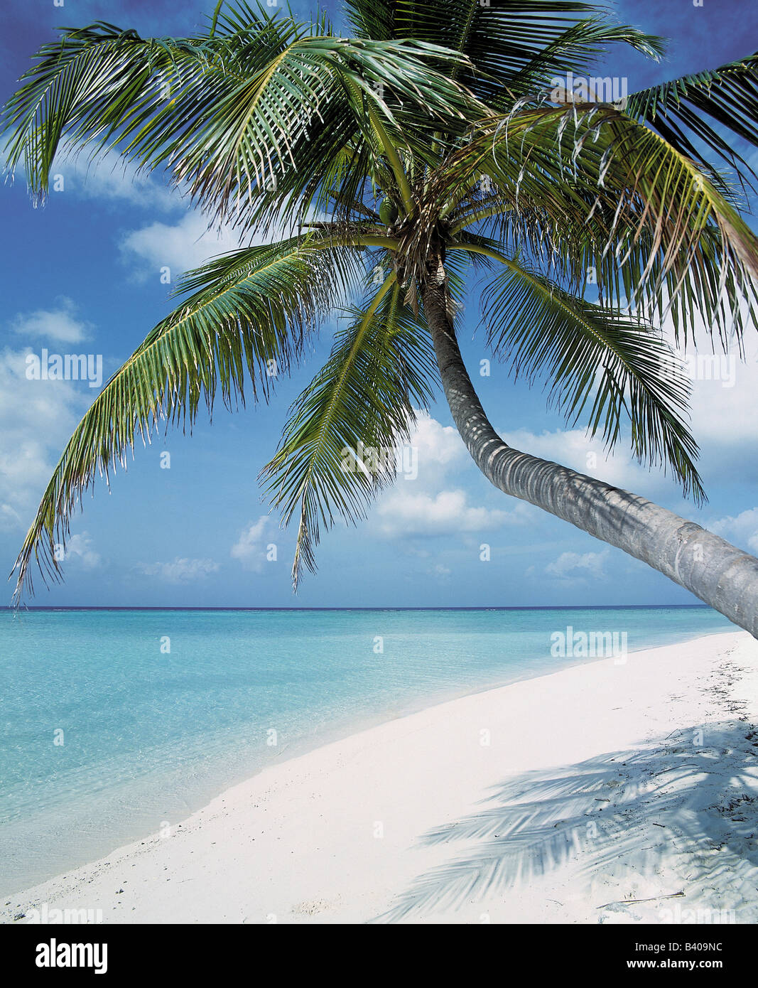 Palm tree on beach Stock Photo - Alamy