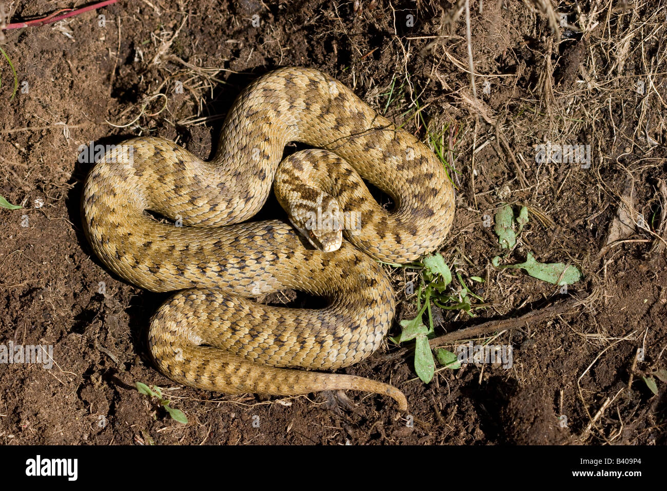 Female Adder Vipera berus basking in morning light on Malvern Hills ...
