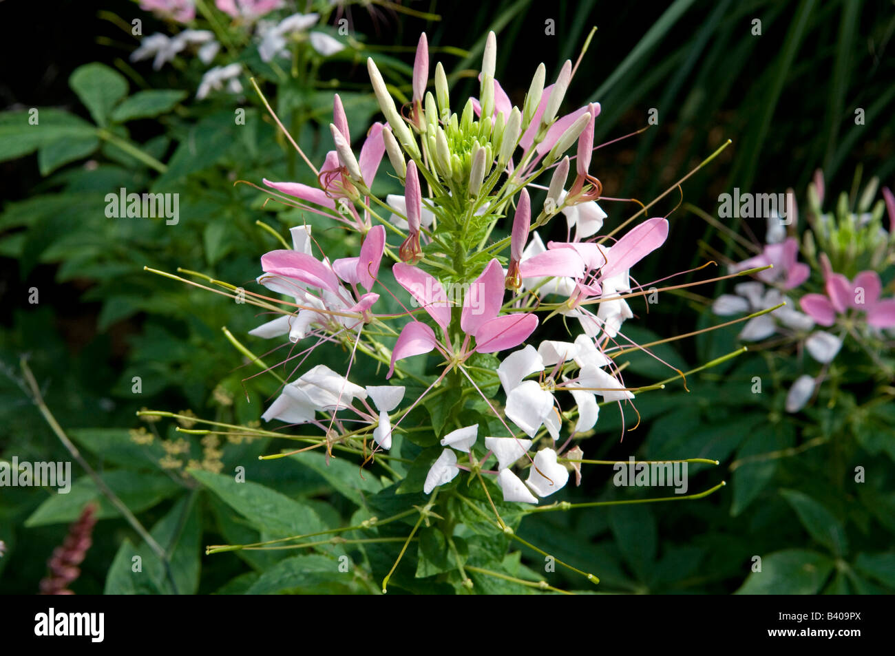 Cleome `Spider Flower` Rose Queen Stock Photo - Alamy