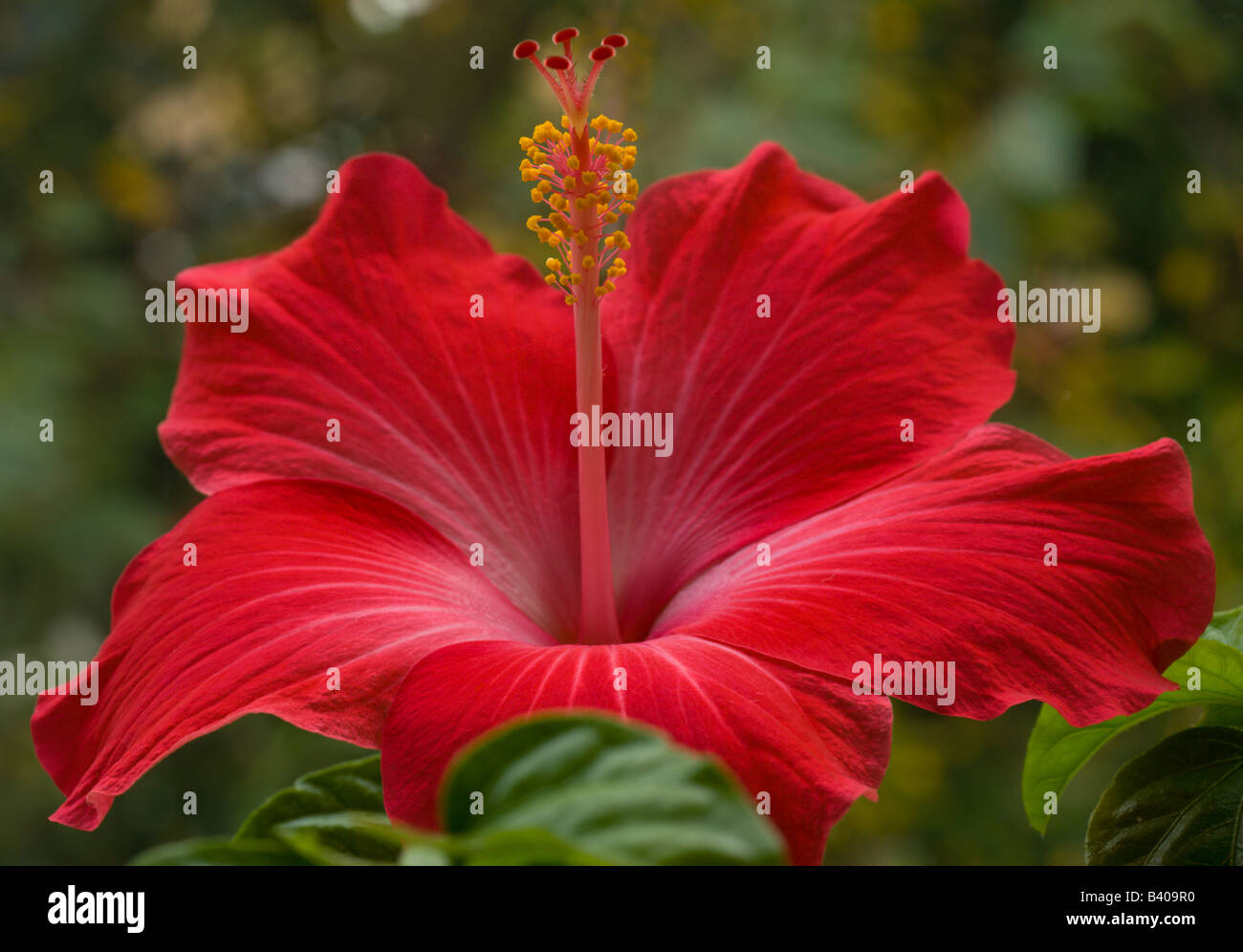 Hibiscus flower, just opened Stock Photo - Alamy