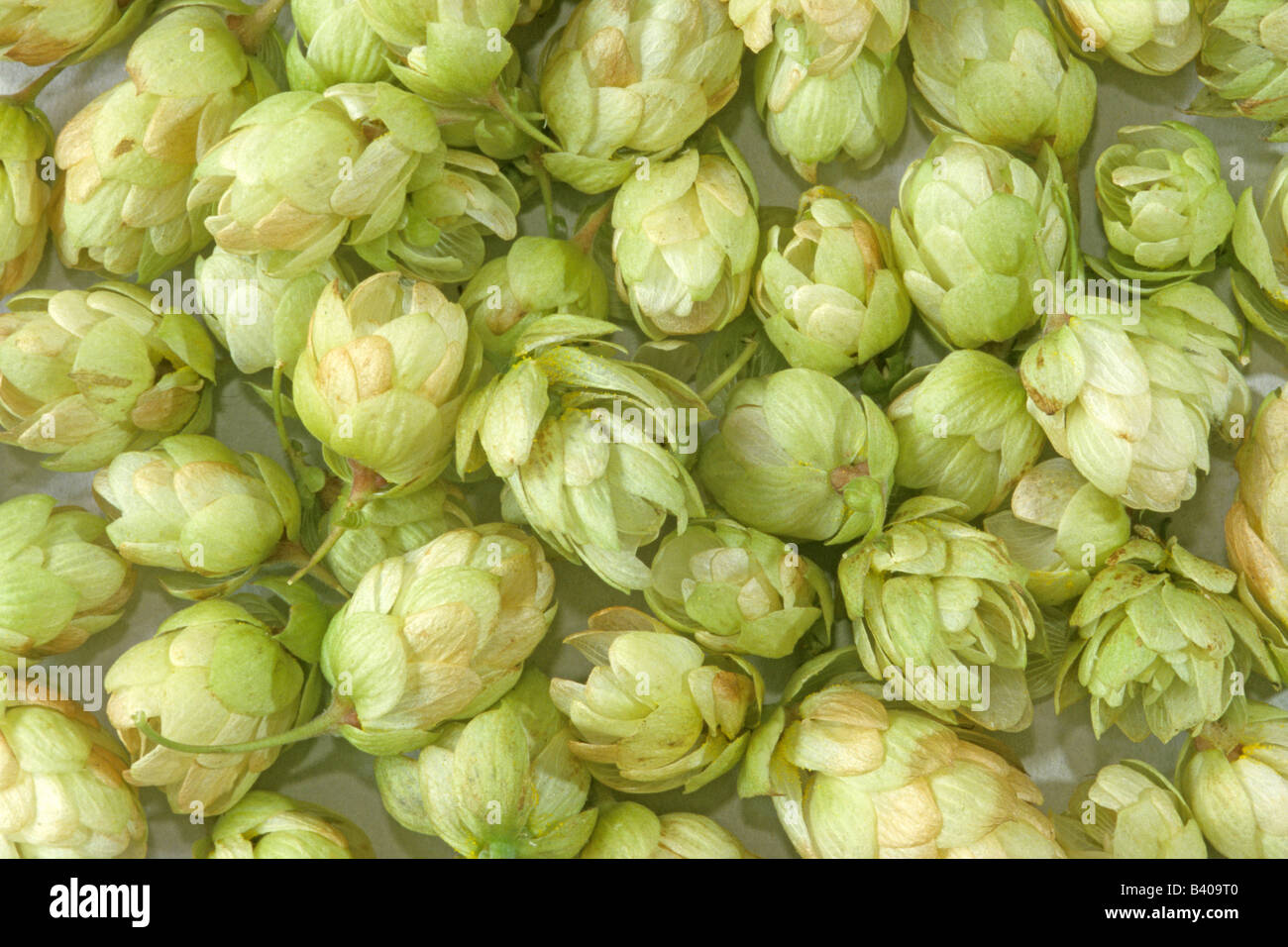 Female hop flowers humulus lupulus hi-res stock photography and images ...