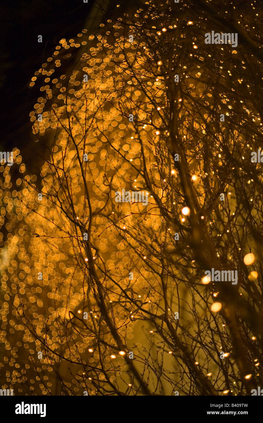 Trees in a park with lights at night Stock Photo - Alamy