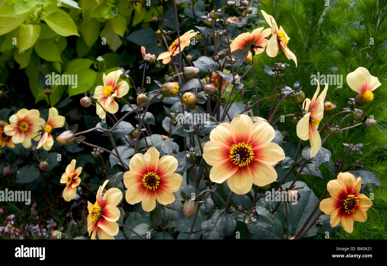 Dahlia Compositae/Asteraceae `Moonfire` Stock Photo - Alamy