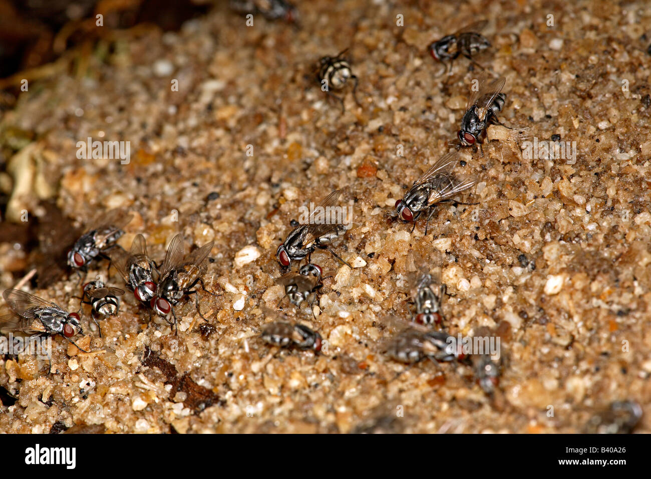 Flies (Diptera) gather on freshly spread blood-and-bone fertiliser on ...