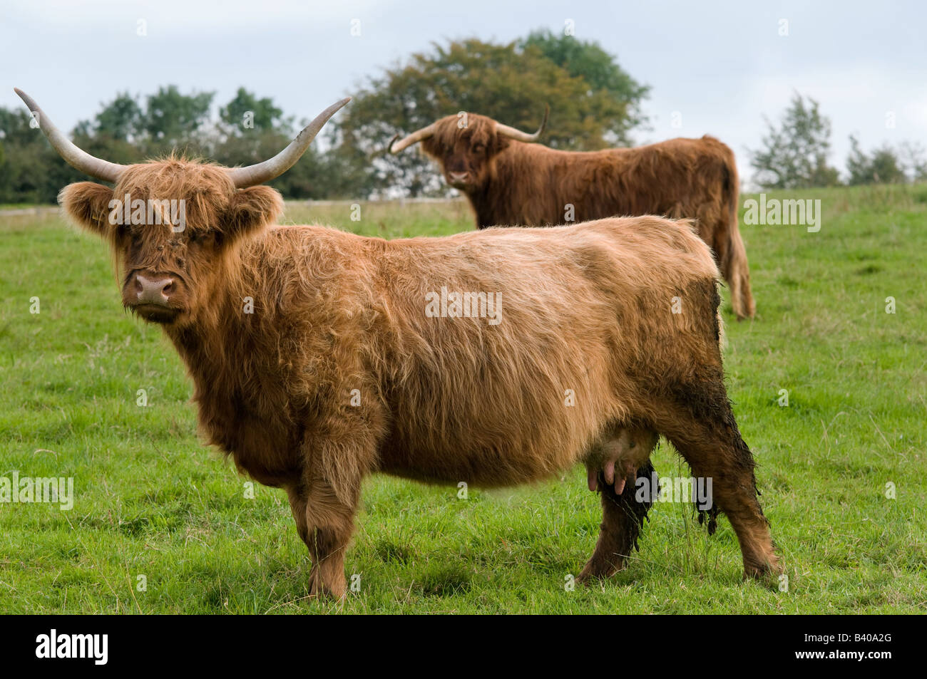 British Highland Cattle - Horizontal Stock Photo - Alamy