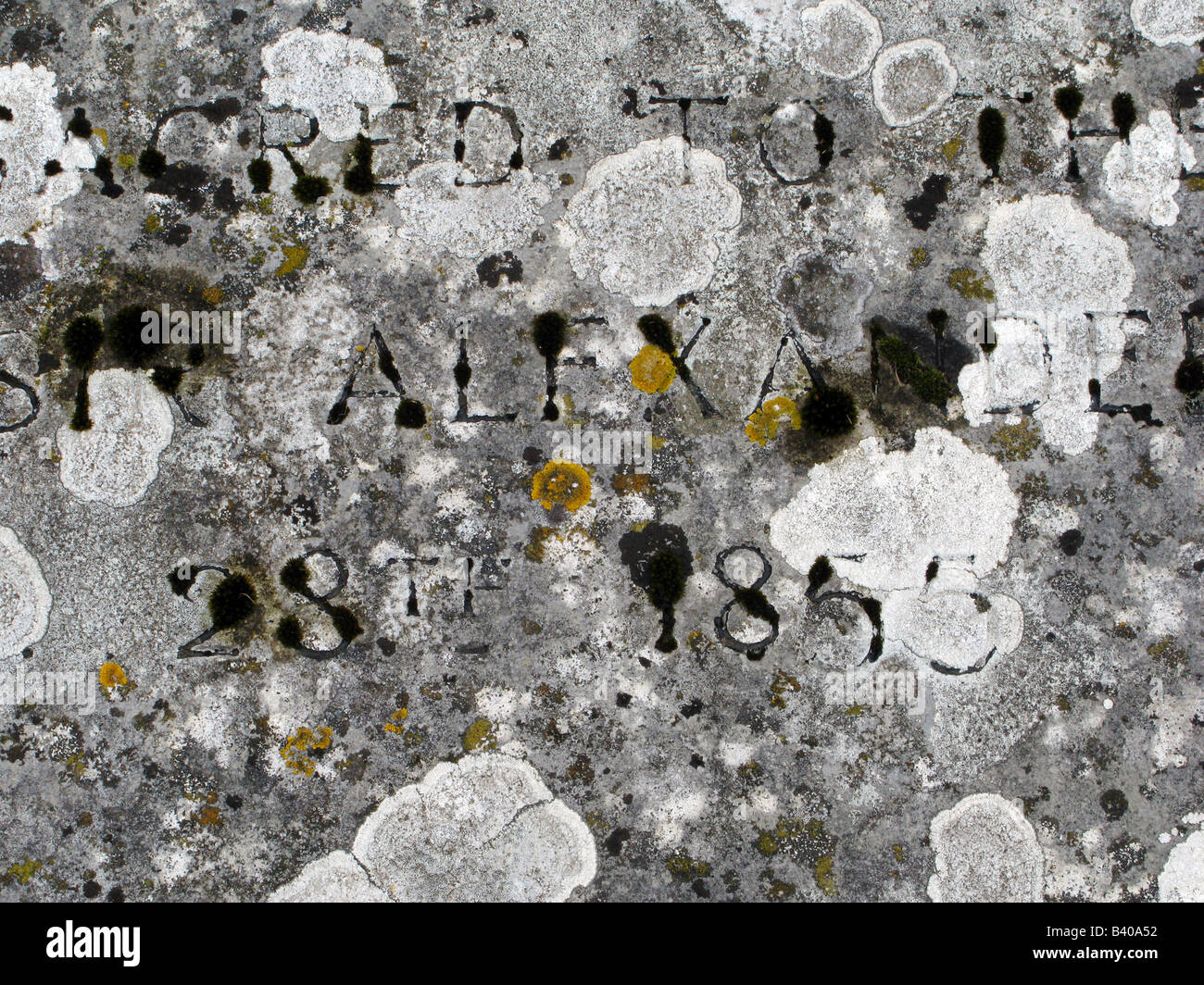 moss growing on gravestone Stock Photo - Alamy
