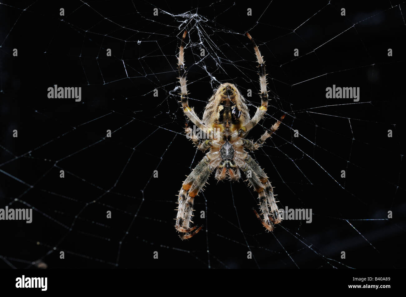 The European garden spider Araneus diadematus or diadem spider also ...