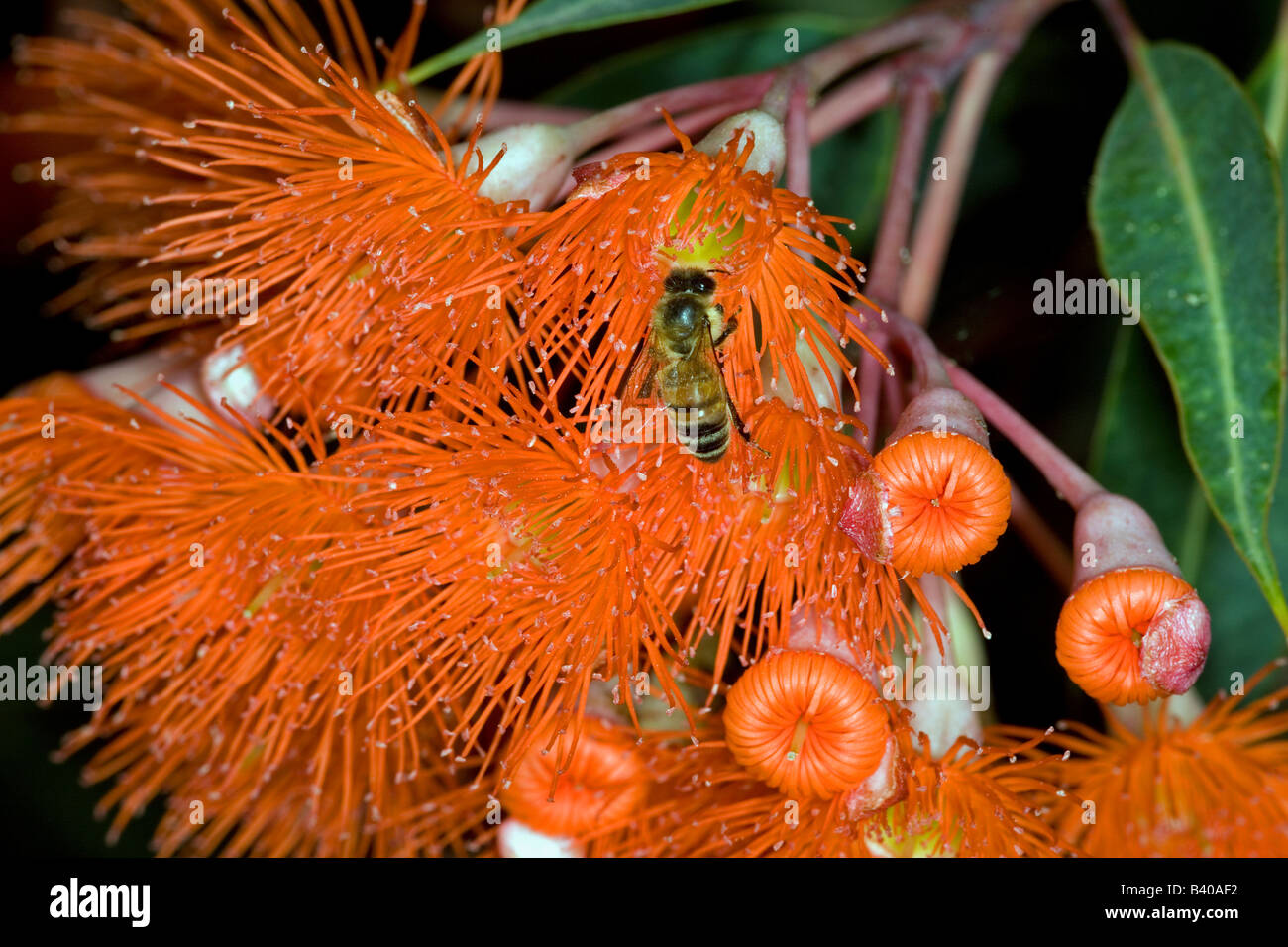Gum trees australia hi-res stock photography and images - Alamy