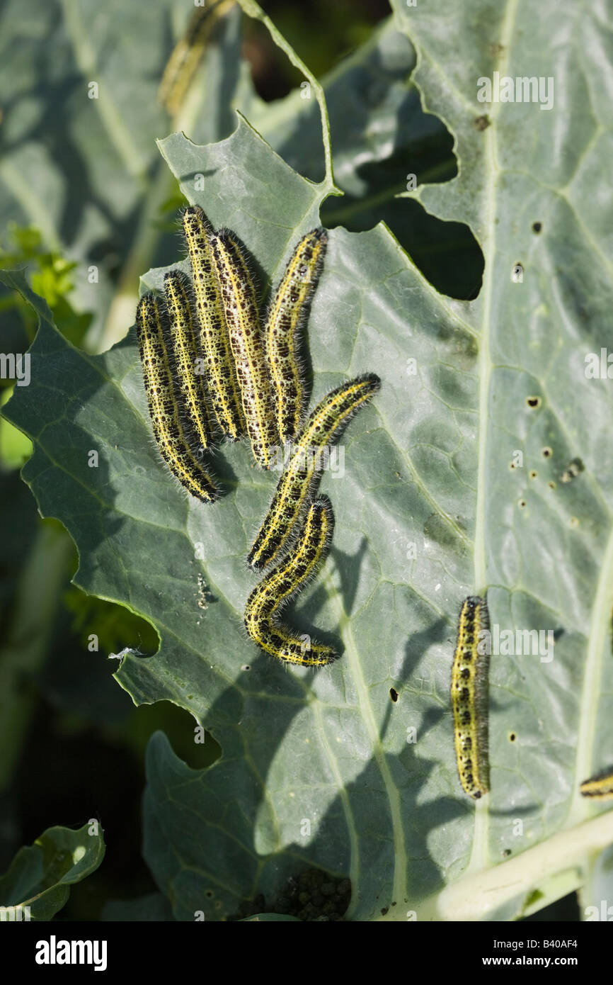 Caterpillar damage on cabbage hi-res stock photography and images - Alamy