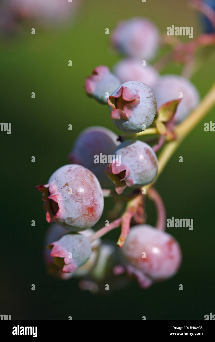 Young blueberries on vine Stock Photo - Alamy