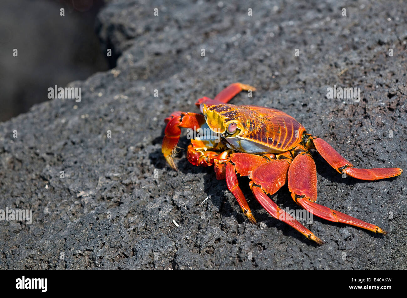 Sally Light Footed Crab on rock Stock Photo - Alamy