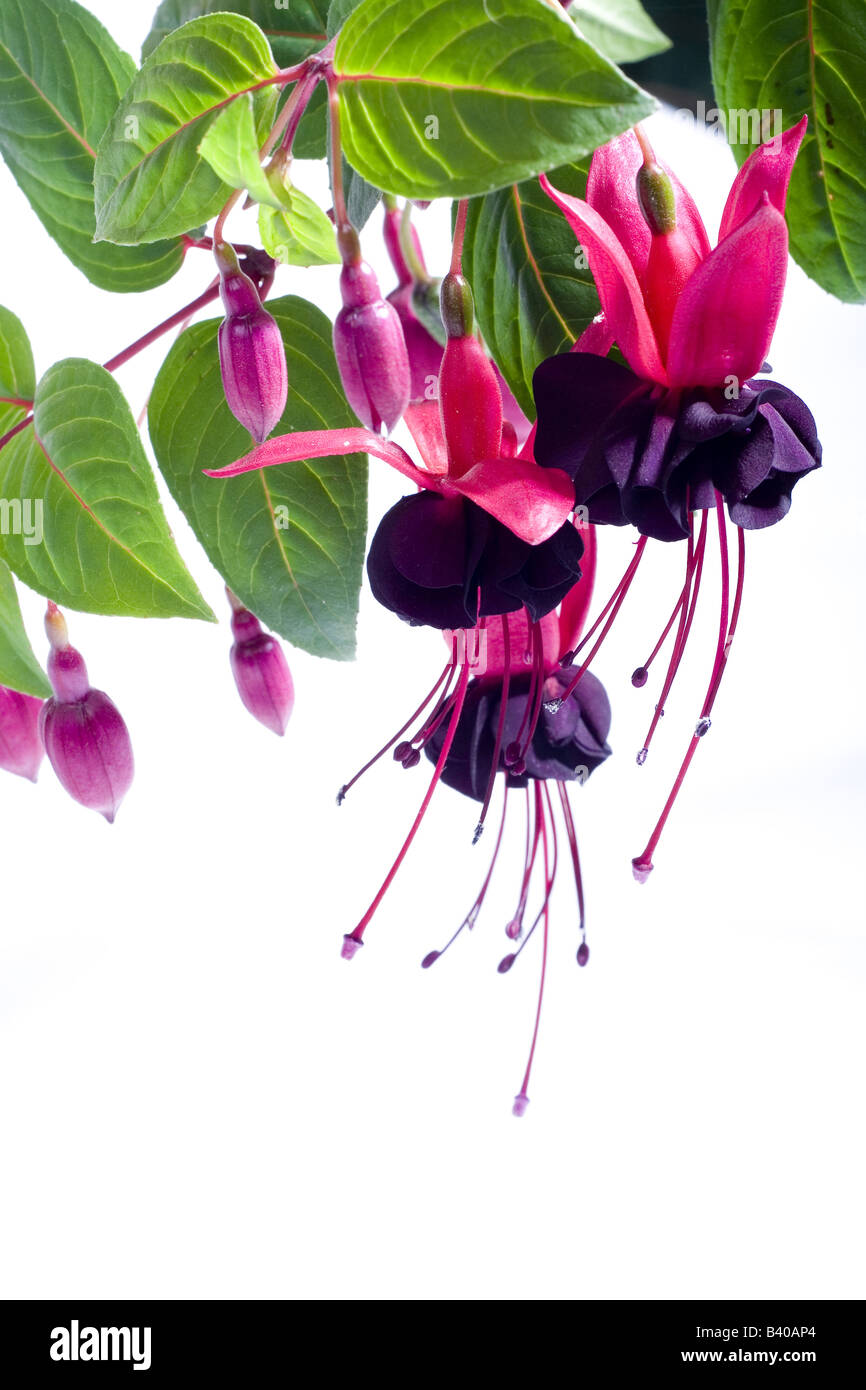 A fuchsia plant isolated on a white background Stock Photo - Alamy
