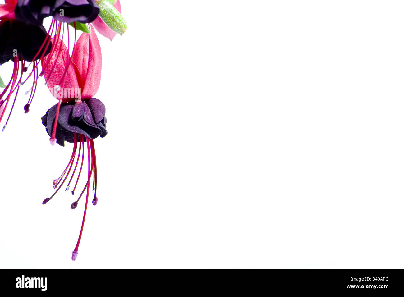 A fuchsia plant isolated on a white background Stock Photo - Alamy