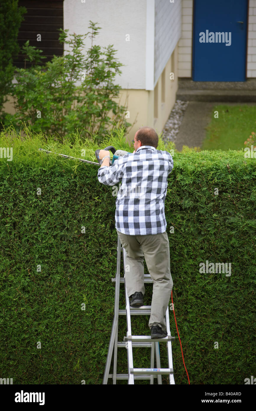 man cutting thujas Stock Photo - Alamy