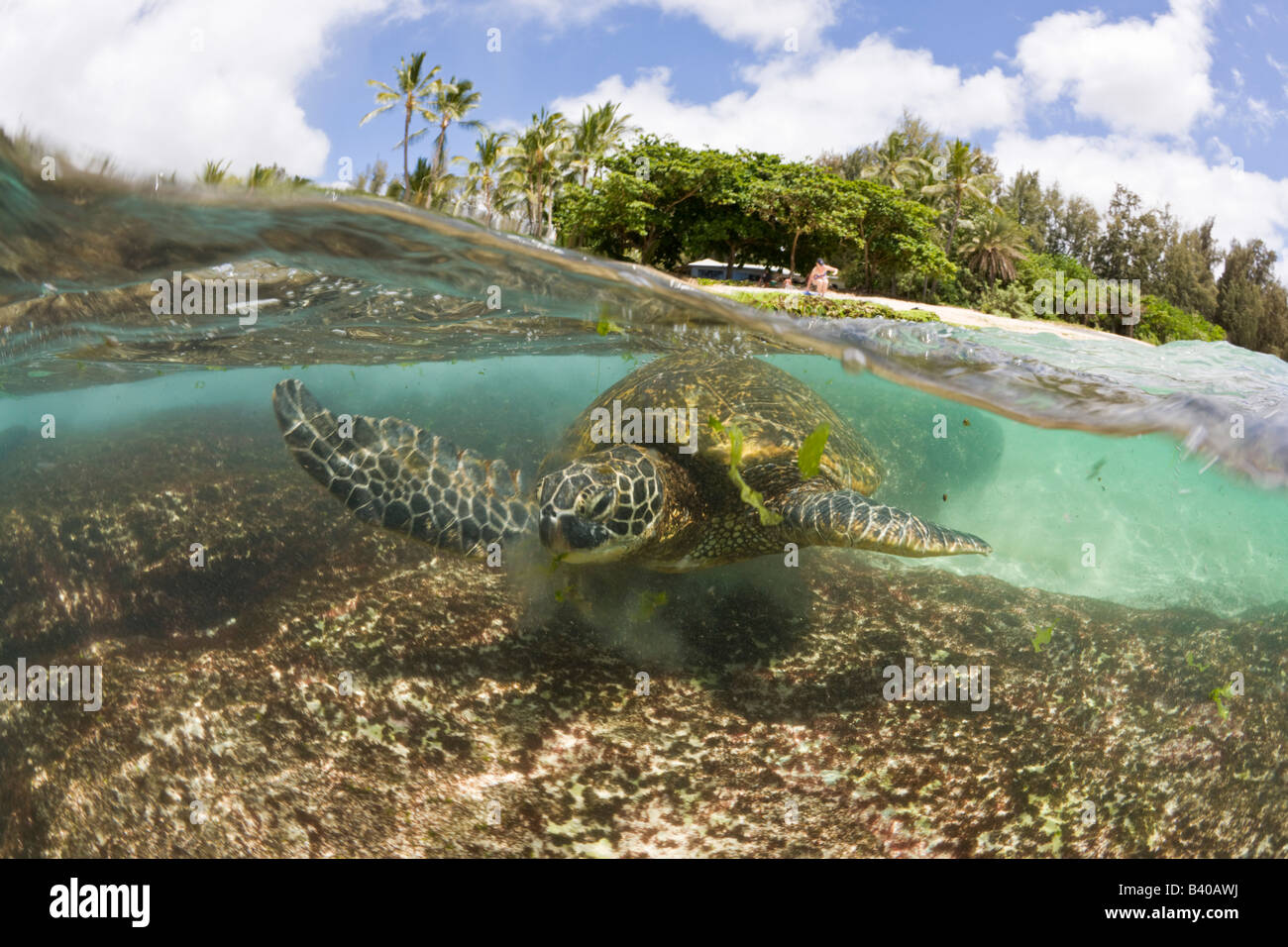Green sea turtles algae hi-res stock photography and images - Alamy