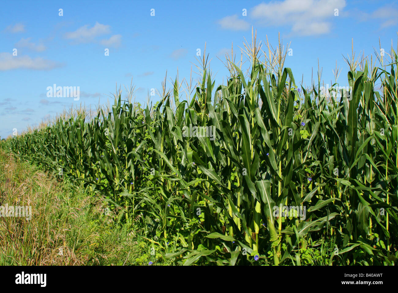 Cornfield Iowa USA Stock Photo - Alamy