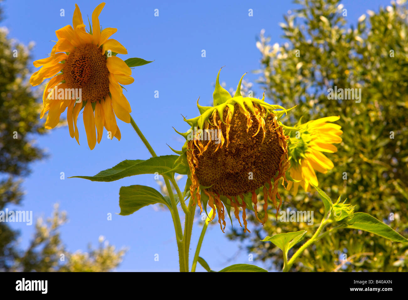 Greece sunflowers hi-res stock photography and images - Alamy